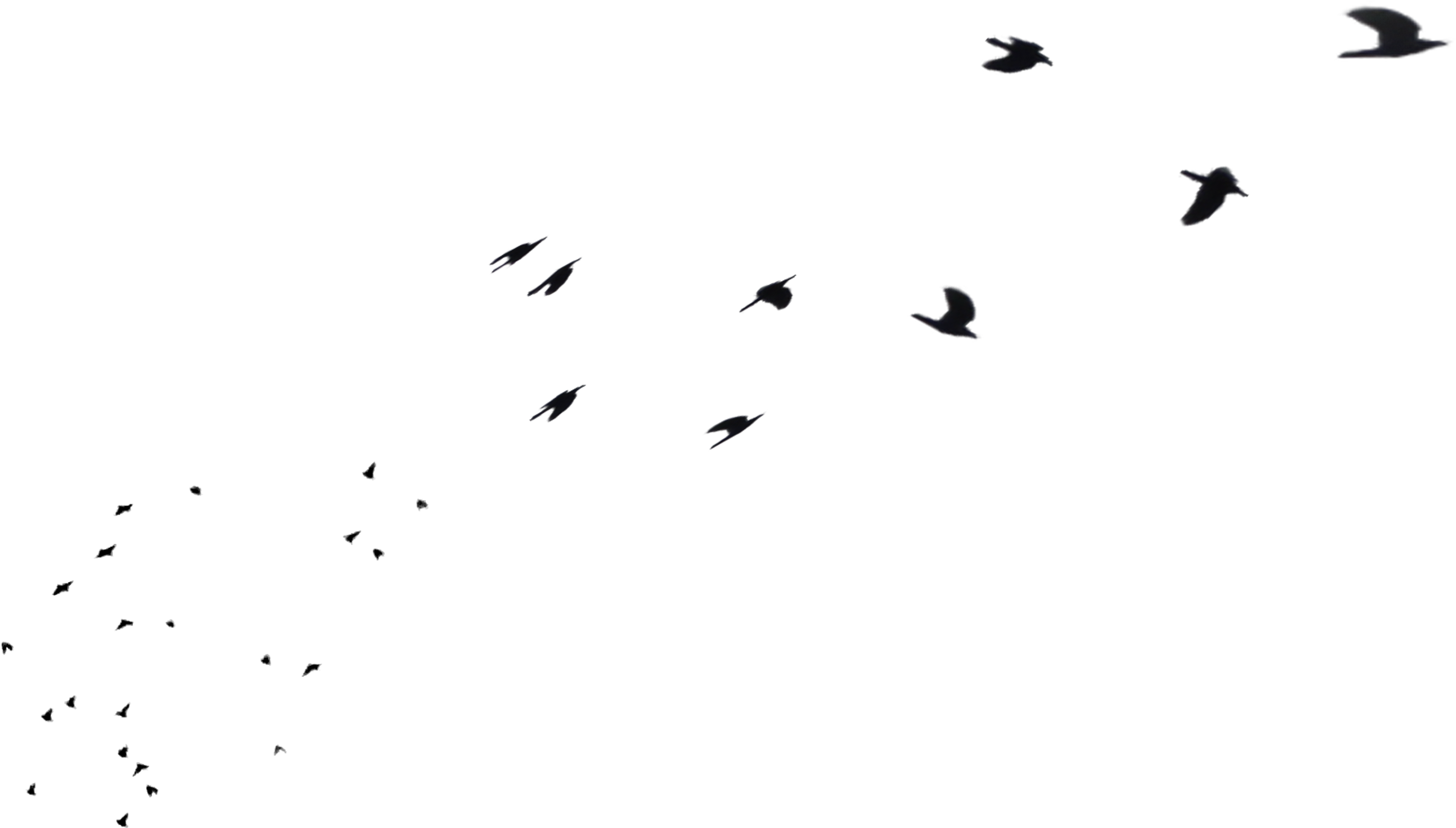 Download Flock - Full Size PNG Image - PNGkit