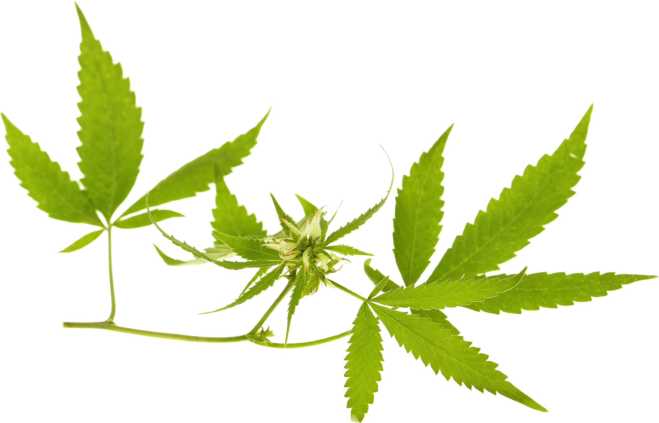Download Cannabis Banner Png - Full Size PNG Image - PNGkit