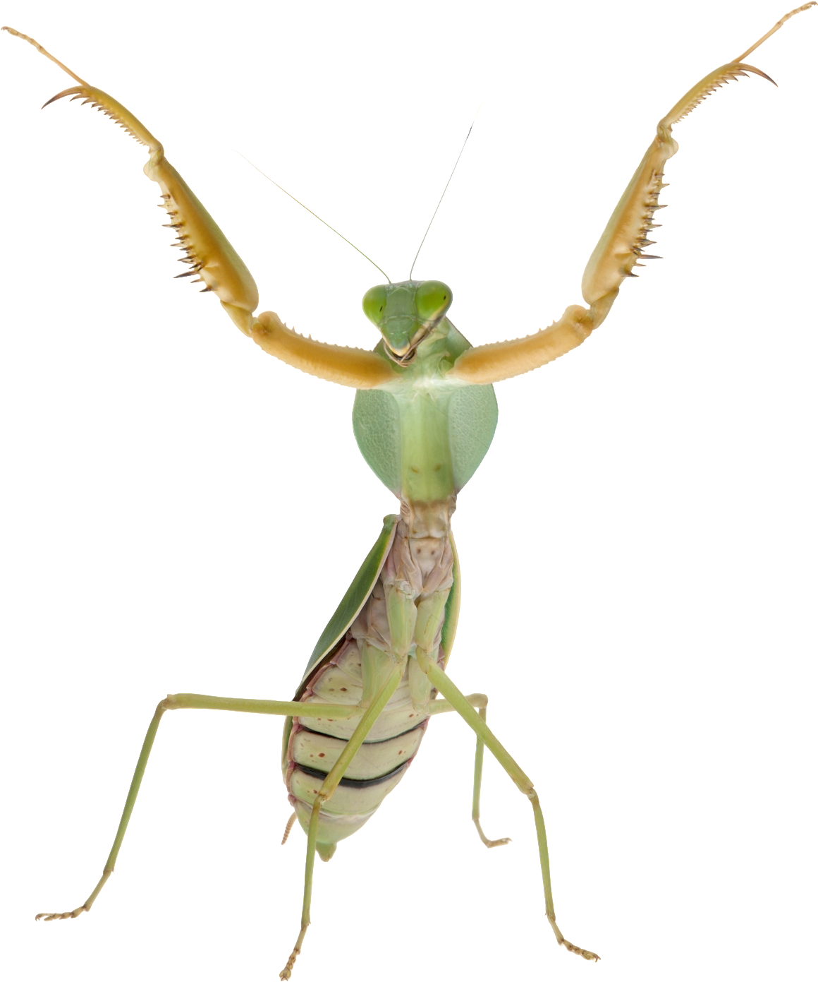 Download Animalpraying Mantis - Praying Mantis Transparent Background ...