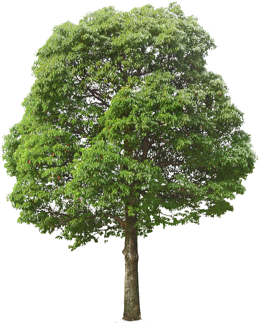 Download Pin By A Kramer On Cutout - Tree Png - Full Size PNG Image ...