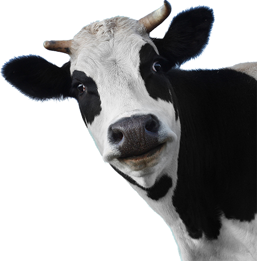 Download Moo Ha Ha Cut Animals, Farm Animals, Holstein Cows ...