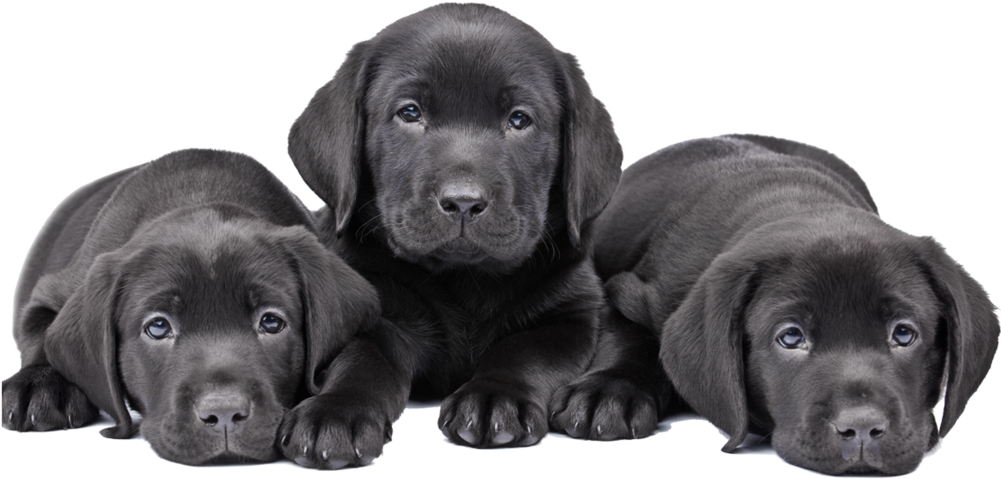 Download Lab-puppies - Puppy - Full Size PNG Image - PNGkit