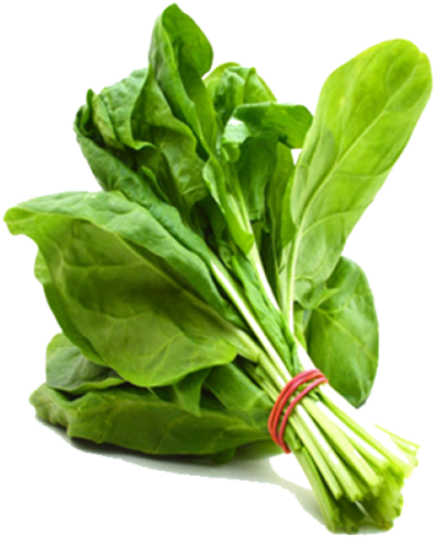 Download Leaves That Store Food - Full Size PNG Image - PNGkit