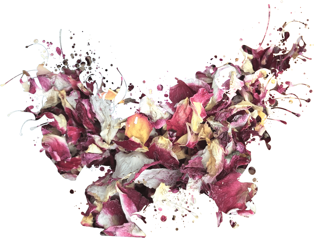 Download Loose - Petal - Full Size PNG Image - PNGkit