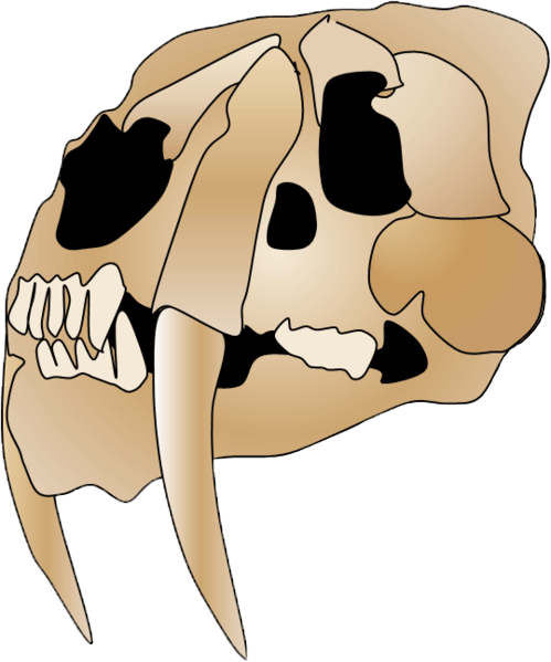 Download Smilodon Skull 2 - Saber-toothed Tiger - Full Size PNG Image ...
