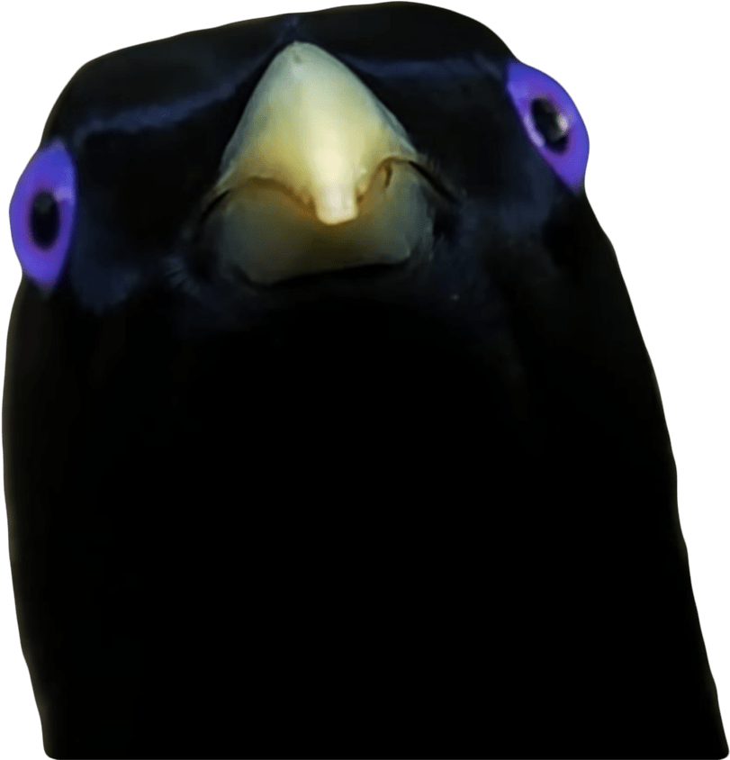 Download Ron Lemme Smash Bird - Full Size PNG Image - PNGkit