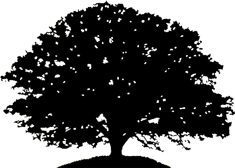 Download Oak Tree Silhouette Drawing Clip Art - Live Oak Tree ...