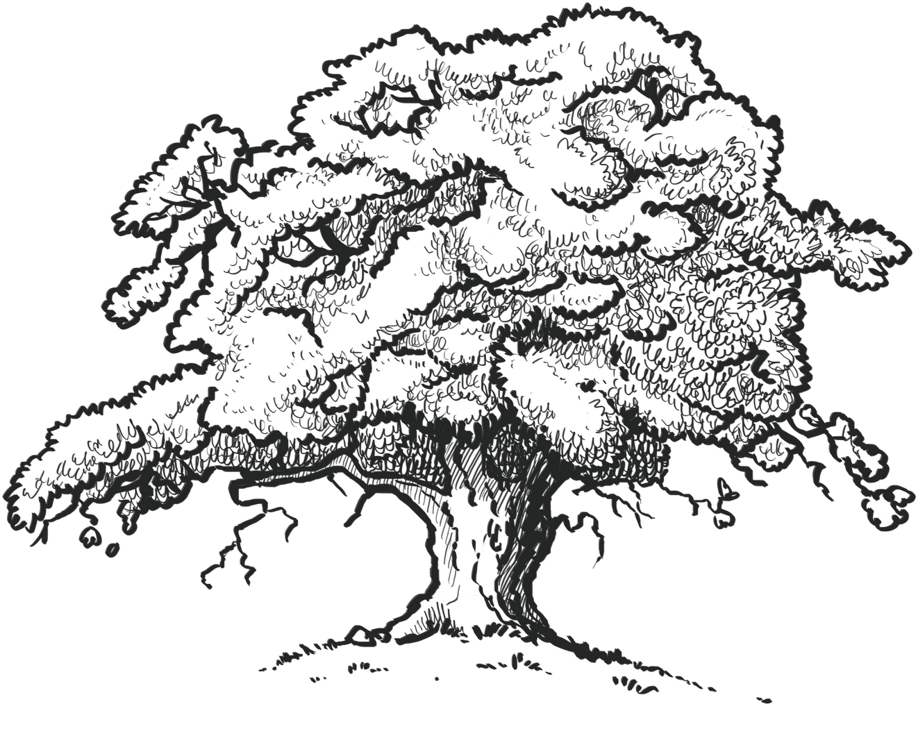 Download Oak Tree Drawing - Red Oak Tree Drawing - Full Size PNG Image ...
