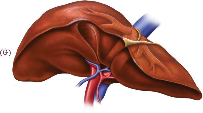 Download Transparent Human Liver Png - PNGkit