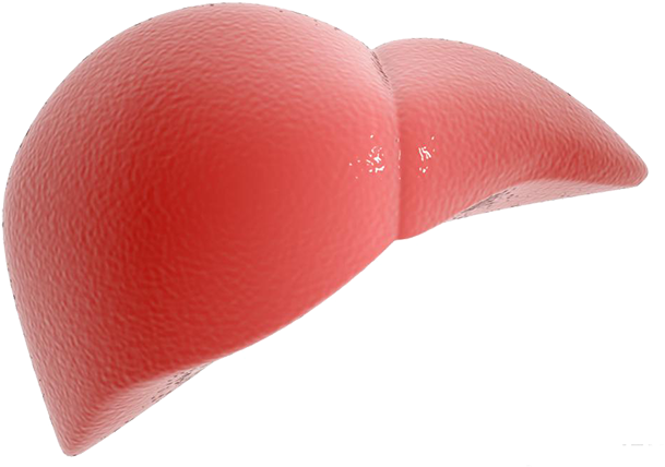 Download Health Liver Fibronostics - Liver Made Out Of Clay - Full Size ...