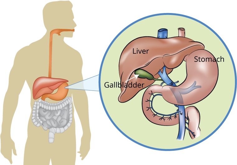 Download The Biliary System, Including The Liver, Pancreas And - Liver ...