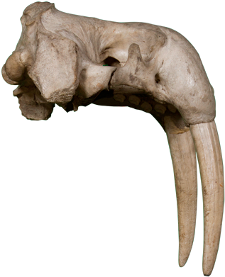 Download Walrus - Walrus Skull 3d - Full Size PNG Image - PNGkit