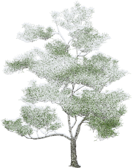 Download Tree Photoshop, Arbre Png, Drawing Trees, Watercolor ...