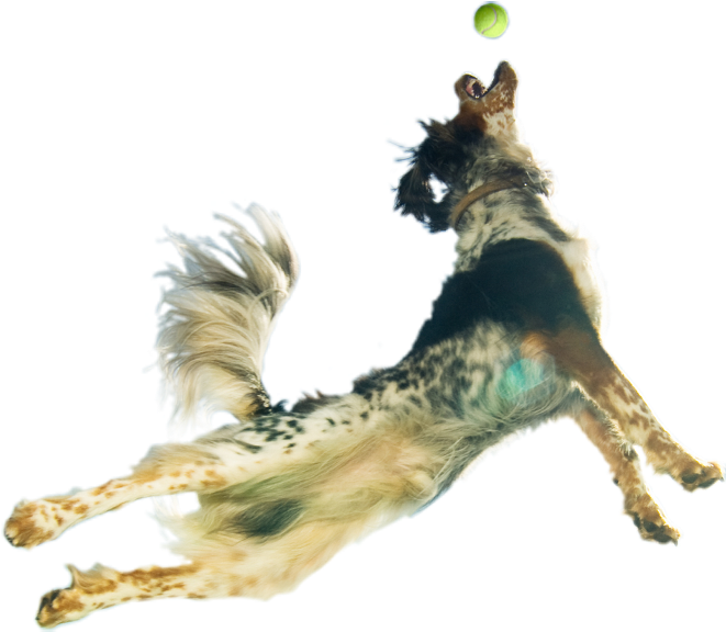 Download The Ultimate In Pet Nutrition - Jumping Dog Transparent ...