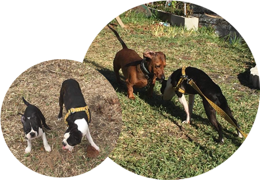 Download Must Be Cleaned Up After Immediately No Aggressive - Treeing ...