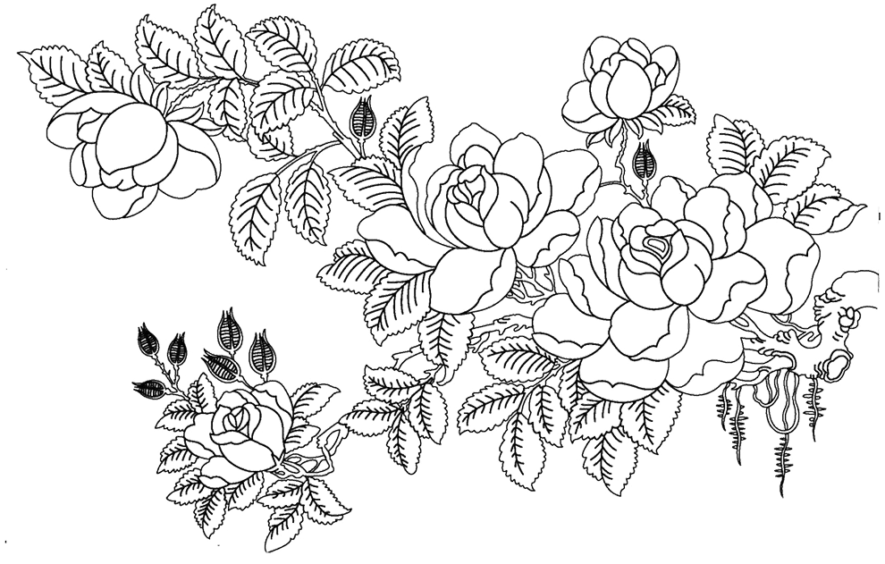 Download Rosa Multiflora Drawing Flower Sketch - Flower Sketch Design ...
