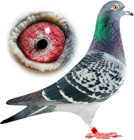 Download Usain Bolt - Pigeons And Doves - Full Size PNG Image - PNGkit