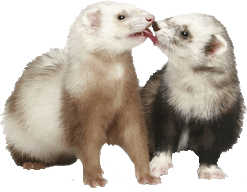 Download Free Png Ferret Png Images Transparent - Ferret With Clear ...