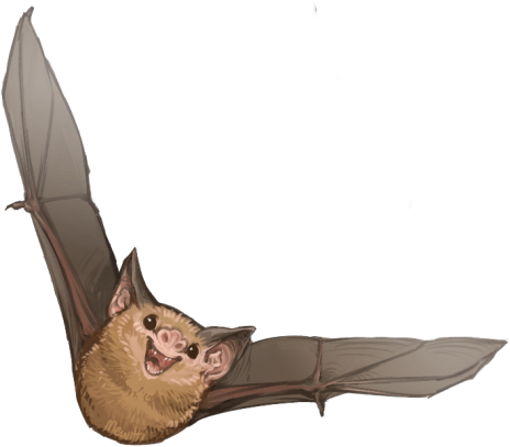 Download 6 - Bat - Full Size PNG Image - PNGkit