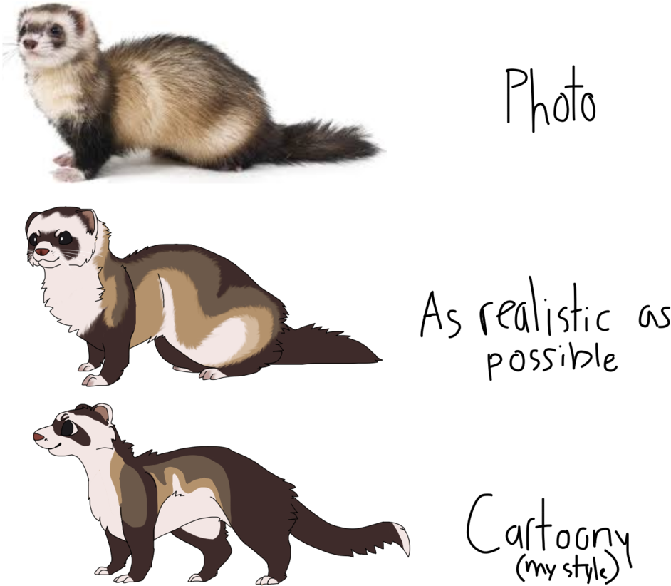 Download Ferret Drawing Comparison By Nerdy - Drawing Of A Ferret ...