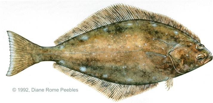 Download Transparent All-tackle World Records - Atlantic And Pacific ...