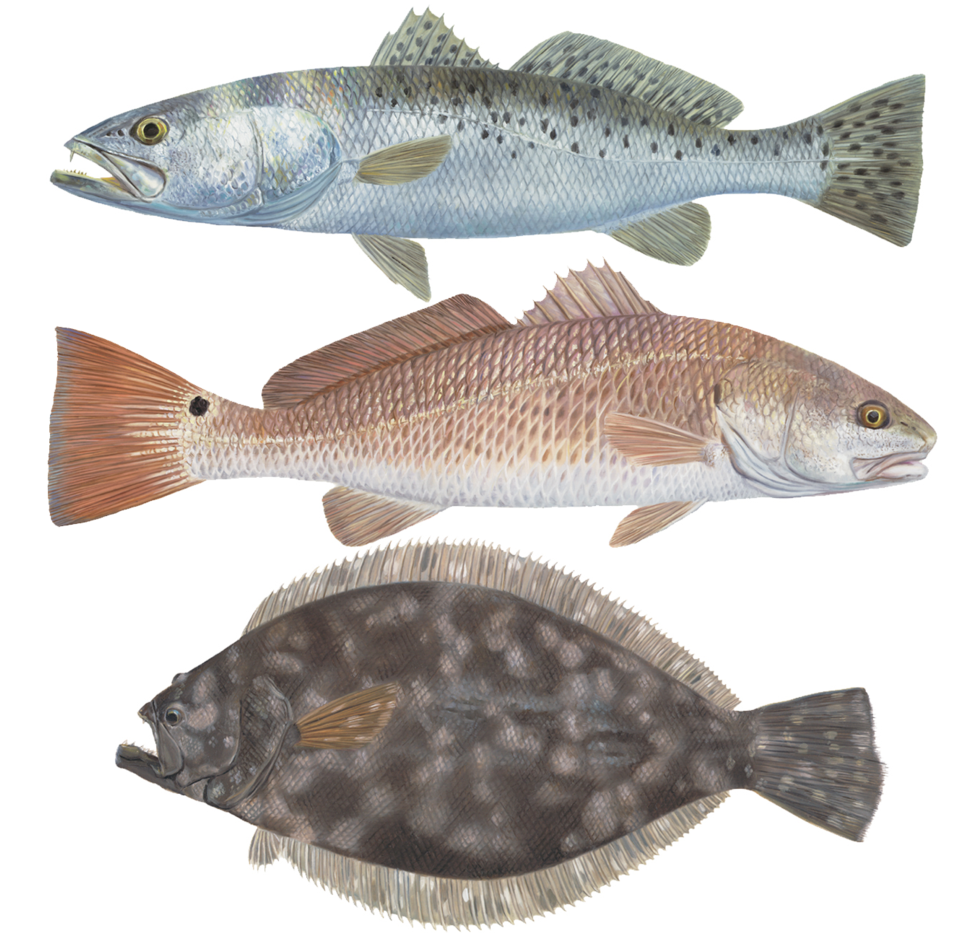 Download Transparent Texas Slam Stickers, 3 Separate Decals Sold As A ...