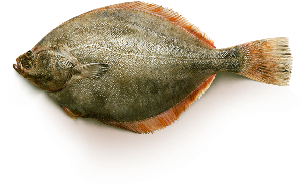 Download Yellowfin Flounder - Yellowfin Sole - Full Size PNG Image - PNGkit