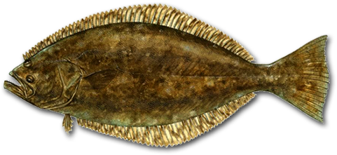 Download California Halibut - California Halibut Fish - Full Size PNG ...