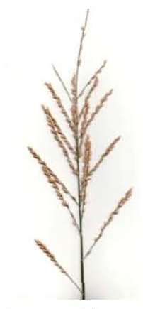 Download Open Panicle - Open - Full Size PNG Image - PNGkit
