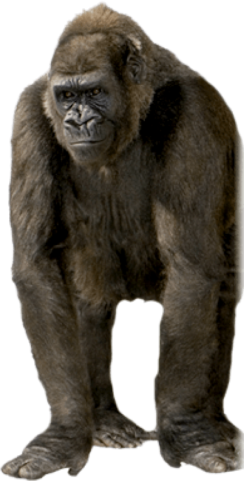 Download Free Png Gorilla Png Images Transparent - Gorilla Transparent ...