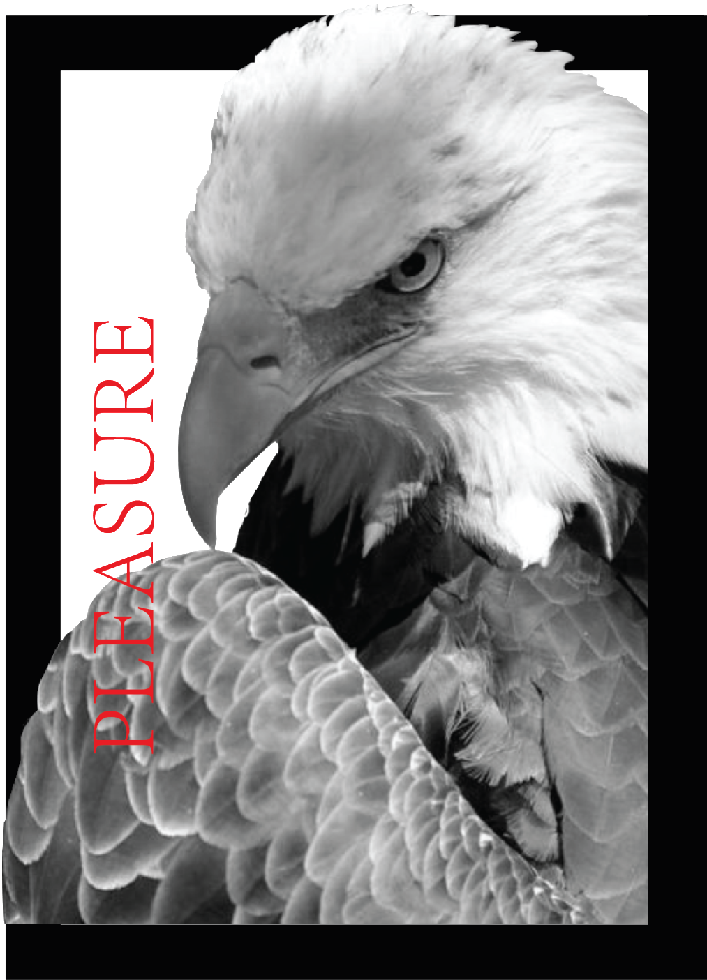 Download Bald Eagle - Full Size PNG Image - PNGkit