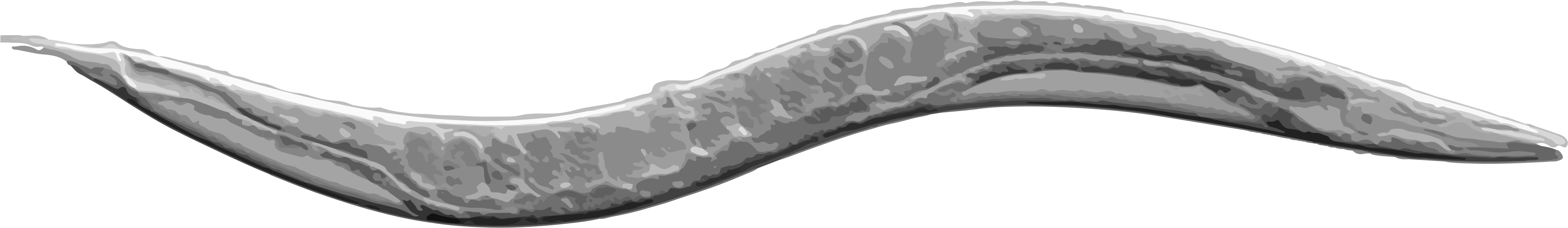 Download A Cell Atlas Of Worm - Elegans Worm - Full Size PNG Image - PNGkit