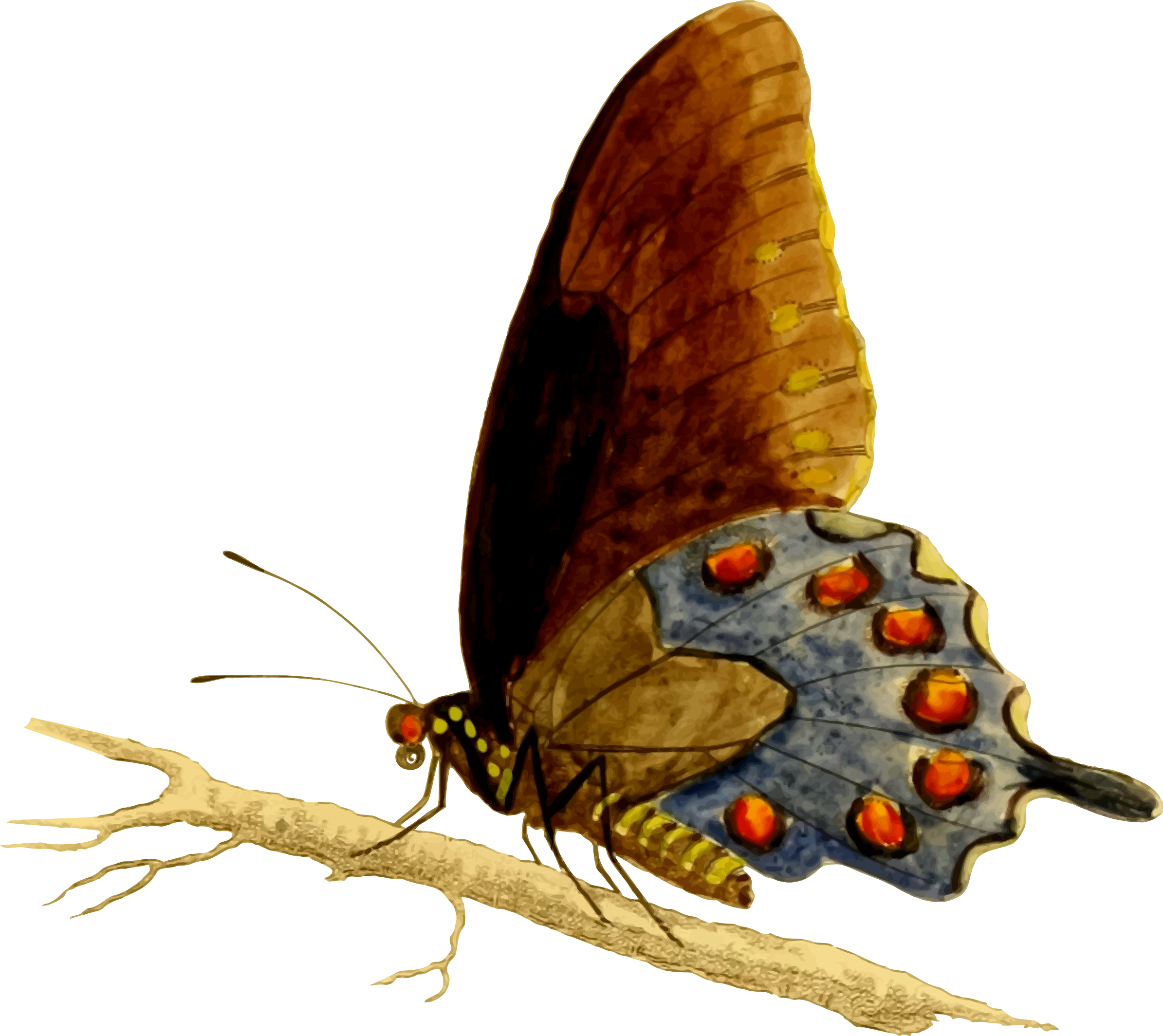 Download Free Photos > Public Domain Images > Pipevine Swallowtail ...