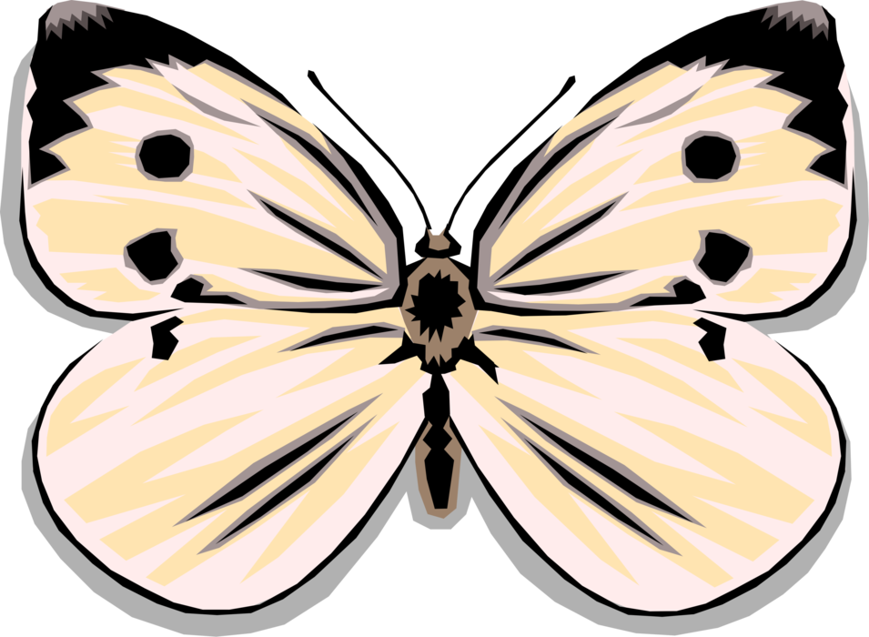 Download Vector Illustration Of Colorful White Butterfly Winged ...