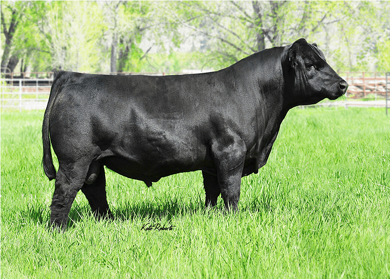 Download Nlc Cow Boss 160c Simangus Semen - Cattle - Full Size PNG ...