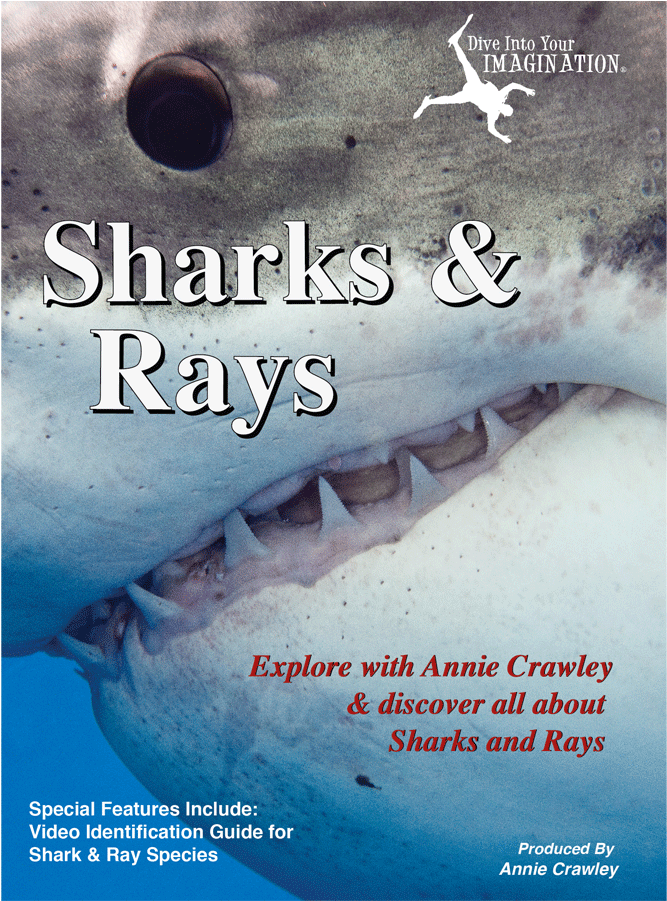 Download Sharks & Rays Dvd - Film - Full Size PNG Image - PNGkit