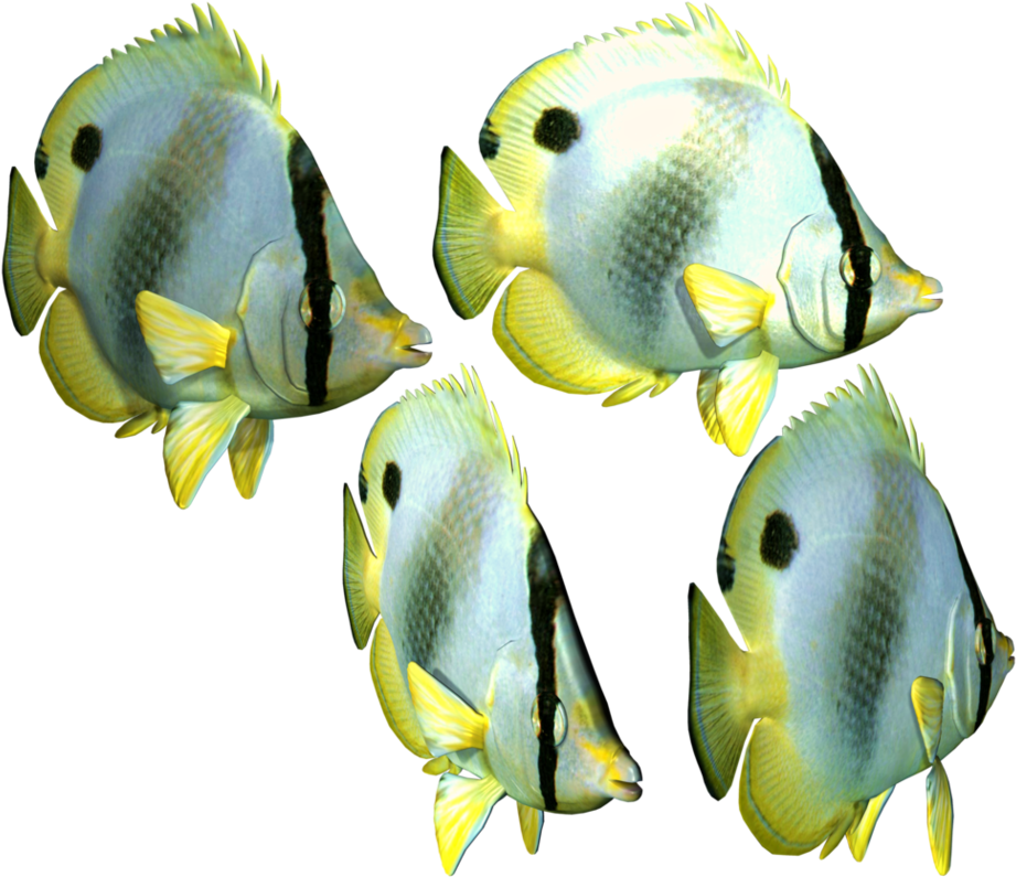 Download Tropical Fish Png - Full Size PNG Image - PNGkit