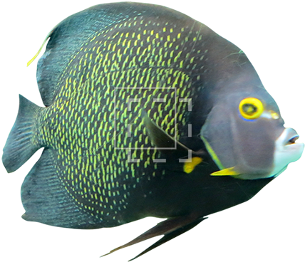 Download Tropical Fish - Photoshop Cut Out Image Fish - Full Size PNG ...