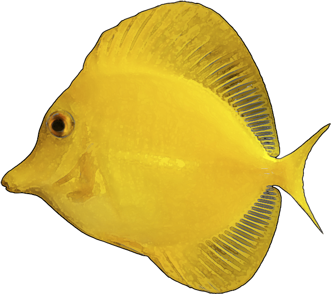 Download Yellow Fish Clip Art - Yellow Tang White Background - Full ...