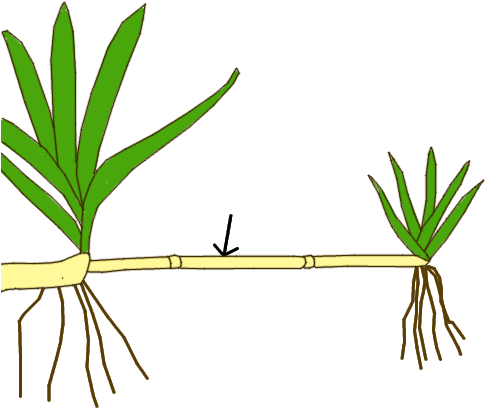 Download Stem Morphology Type Stolon - Clip Arts On Plants Asexual ...