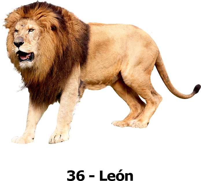 Download Transparent Background Lion Png - Full Size PNG Image - PNGkit