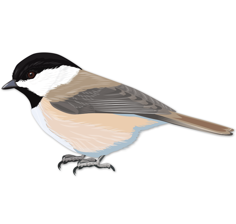 Download Chickadee Vector North Carolina Svg Free - Carolina Chickadee ...