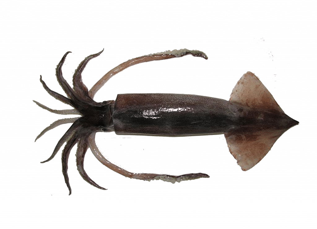 Download Lesser Flying Squid - Squid Mouth - Full Size PNG Image - PNGkit