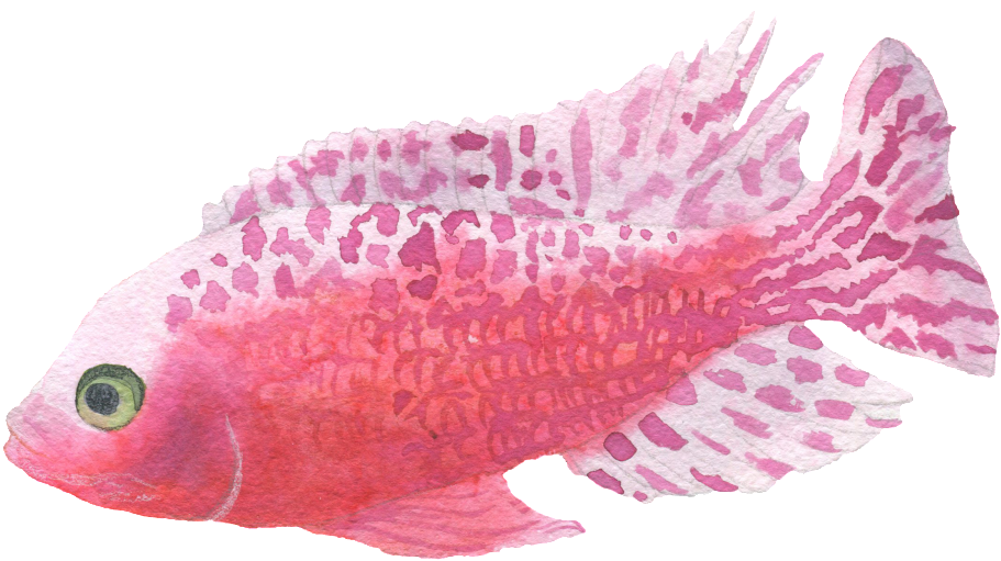 Download Red Spotted Fish Watercolor Transparent Decorative ...