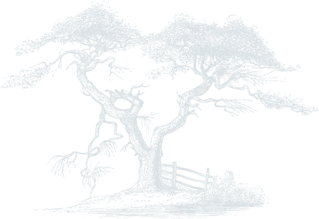 Download Bair - Sketch - Full Size PNG Image - PNGkit