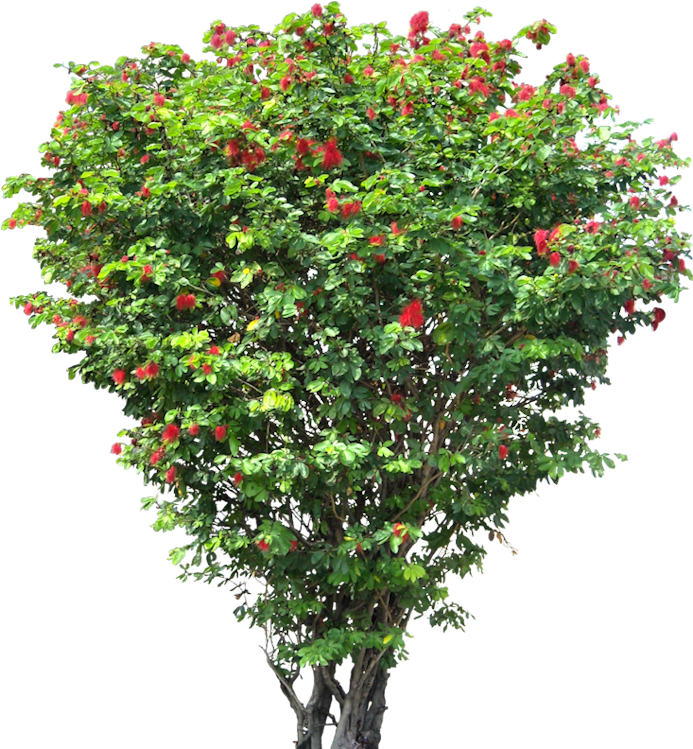 Download 20 Free Tree Png Images - Png Format Flower Tree Png - Full ...