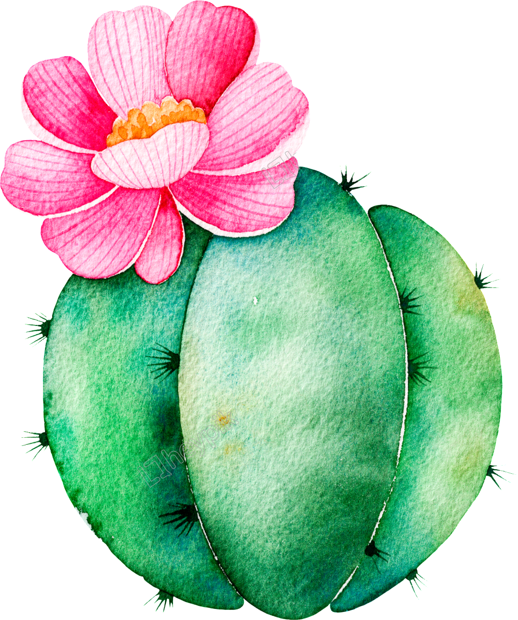 Download Transparent Spherical Cactus Cartoon Transparent - Succulent ...