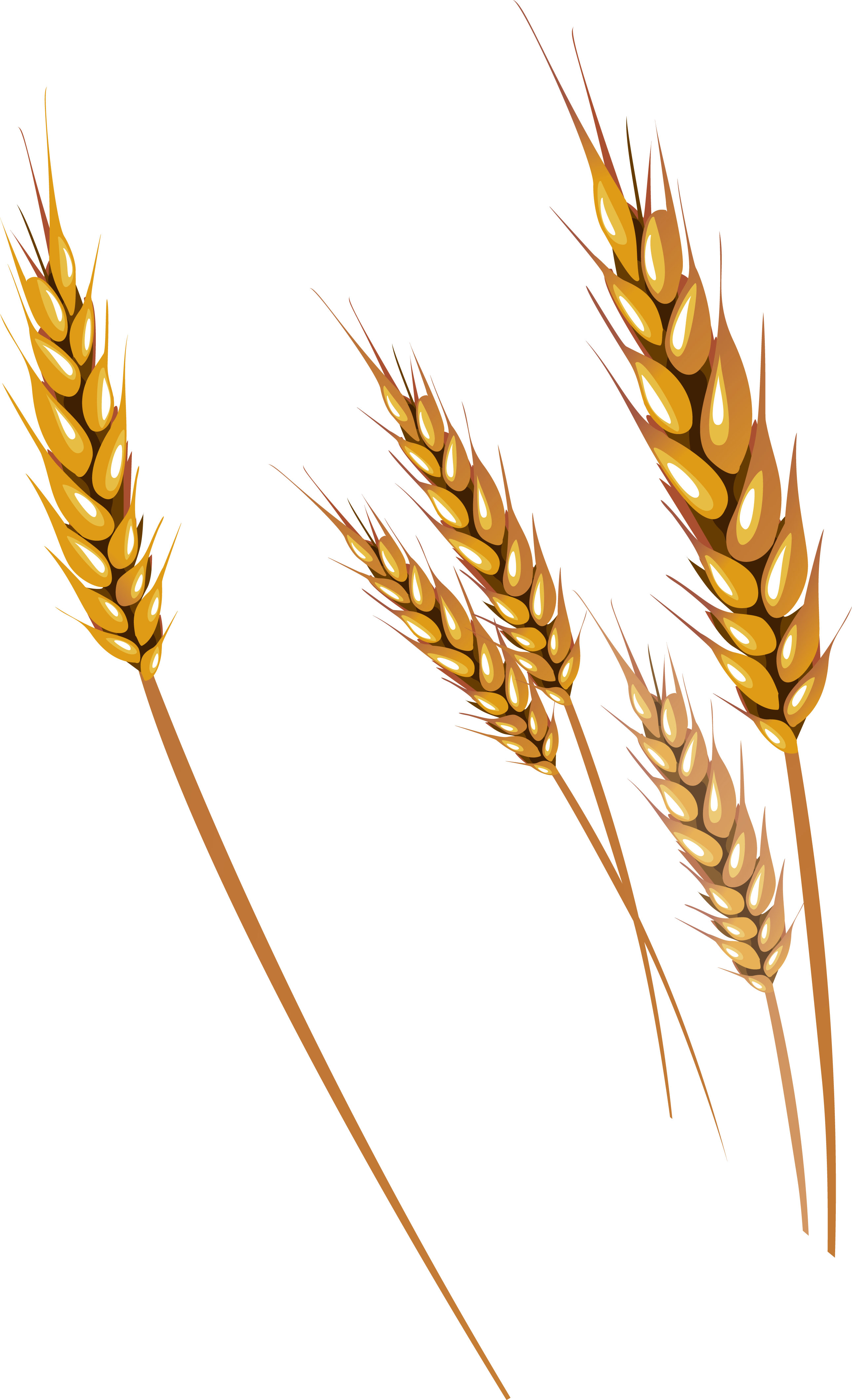 Download Free Png Wheat Png Images Transparent - Wheat Vector - Full ...