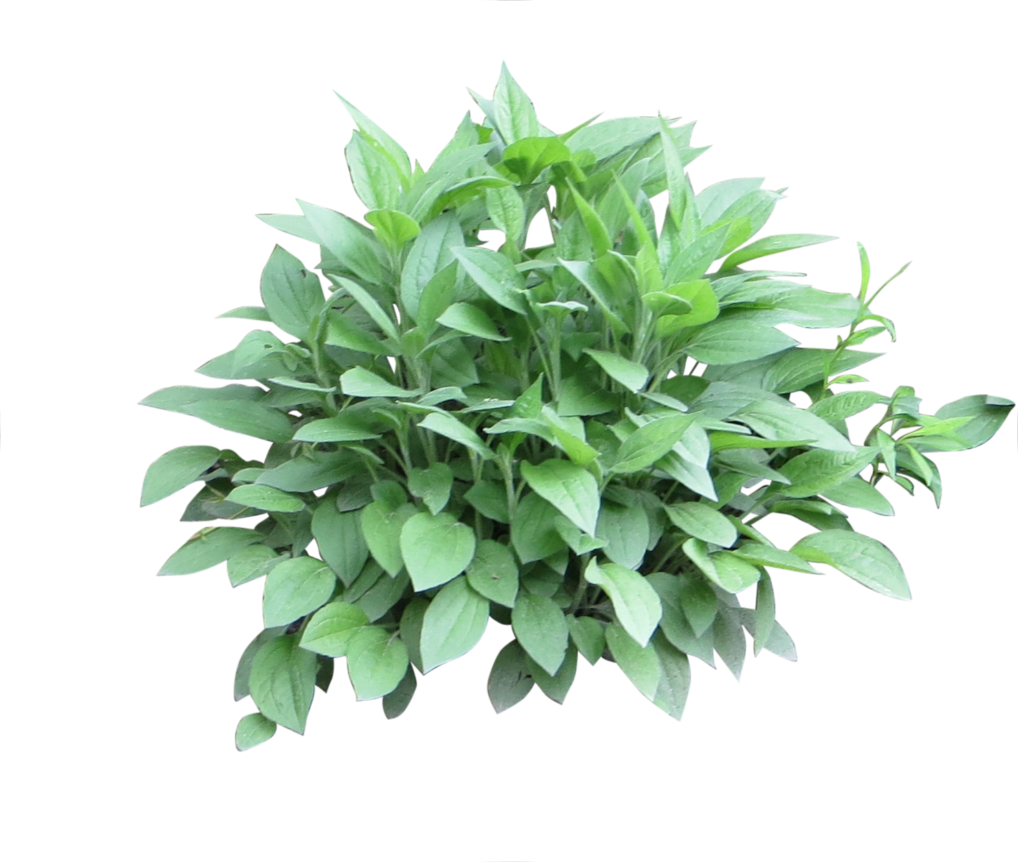 Download A Small Sized Leafy Green Shrub, Closely Cropped Png - Shrubs ...