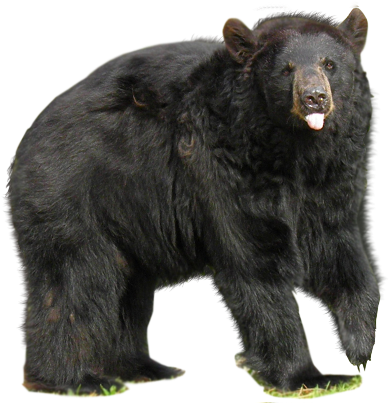 Download Bear Png In High Resolution - Bear - Full Size PNG Image - PNGkit